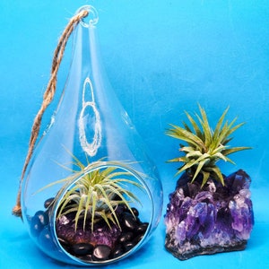 Air Plant Geode Terrarium, Teardrop Hanging Glass Terrarium Kit ...