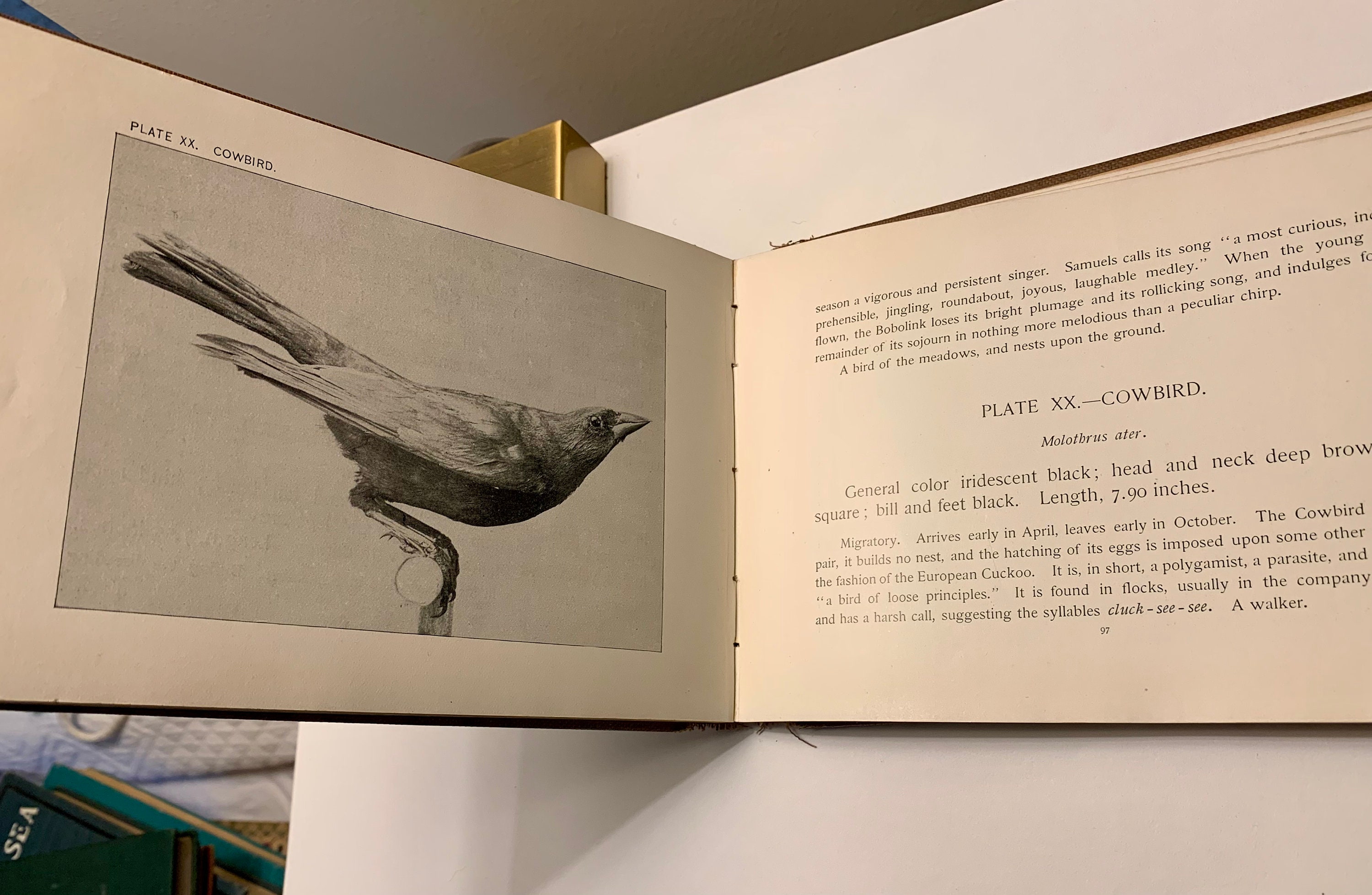 Our Common Birds and How to Know Them FIRST Edition 1891 Charles ...