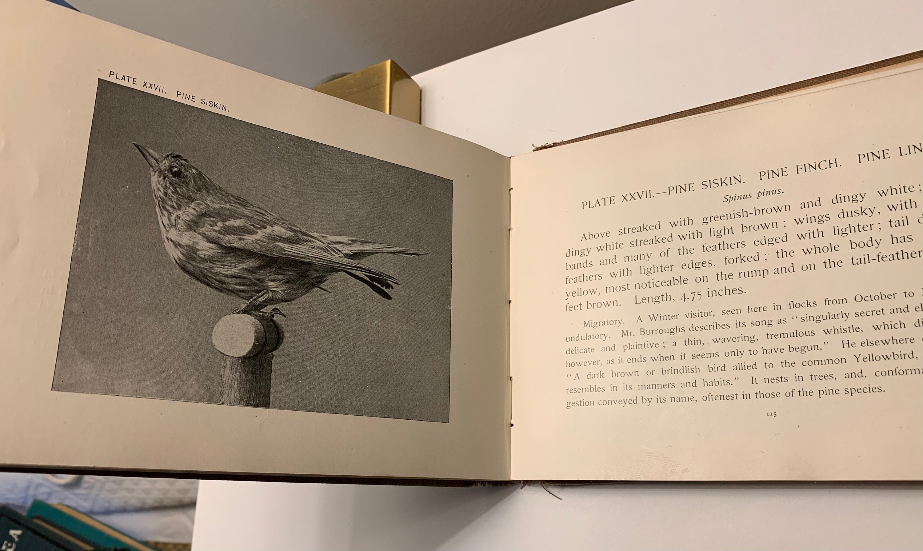 Our Common Birds and How to Know Them FIRST Edition 1891 Charles ...