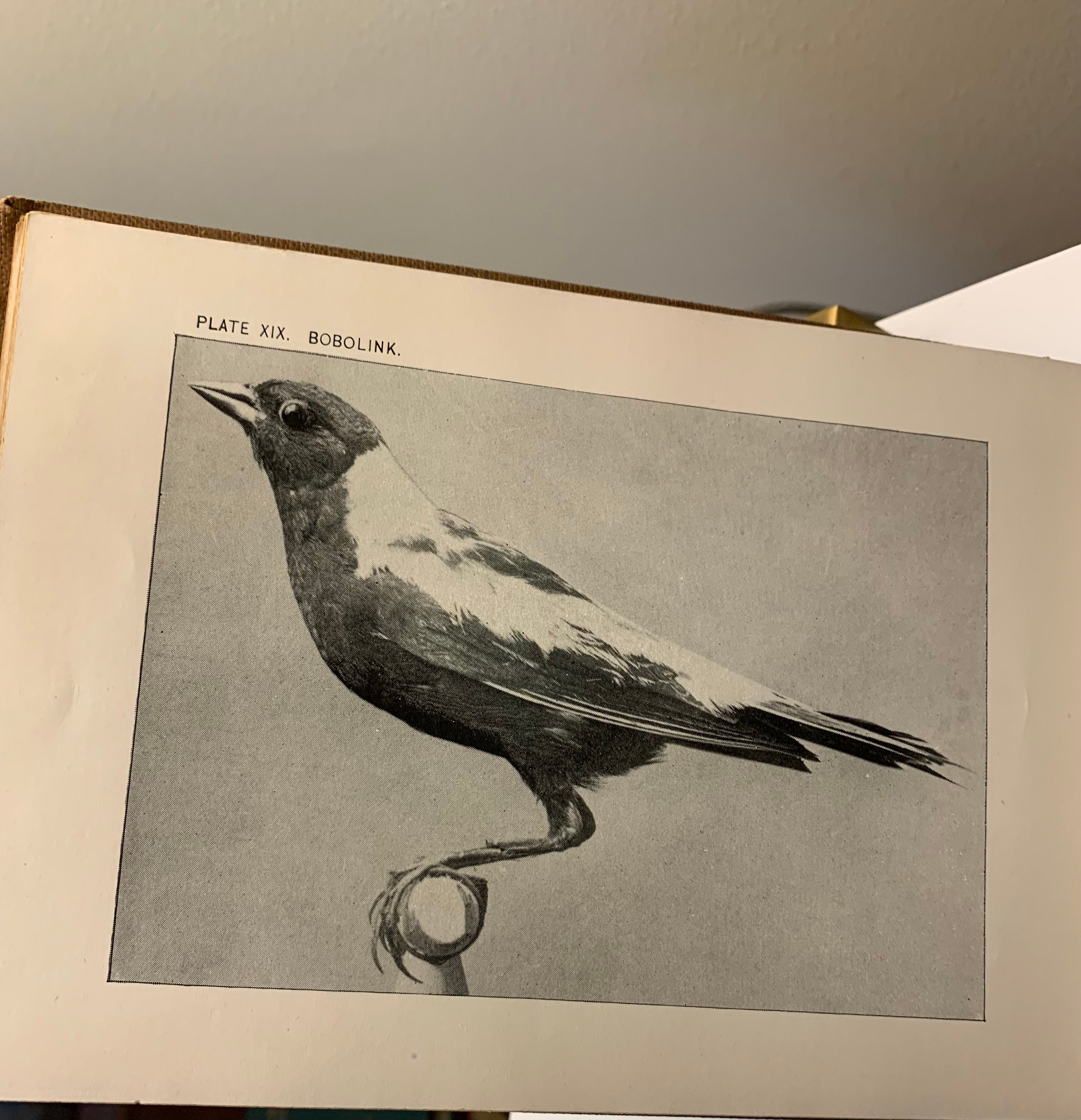 Our Common Birds and How to Know Them FIRST Edition 1891 Charles ...