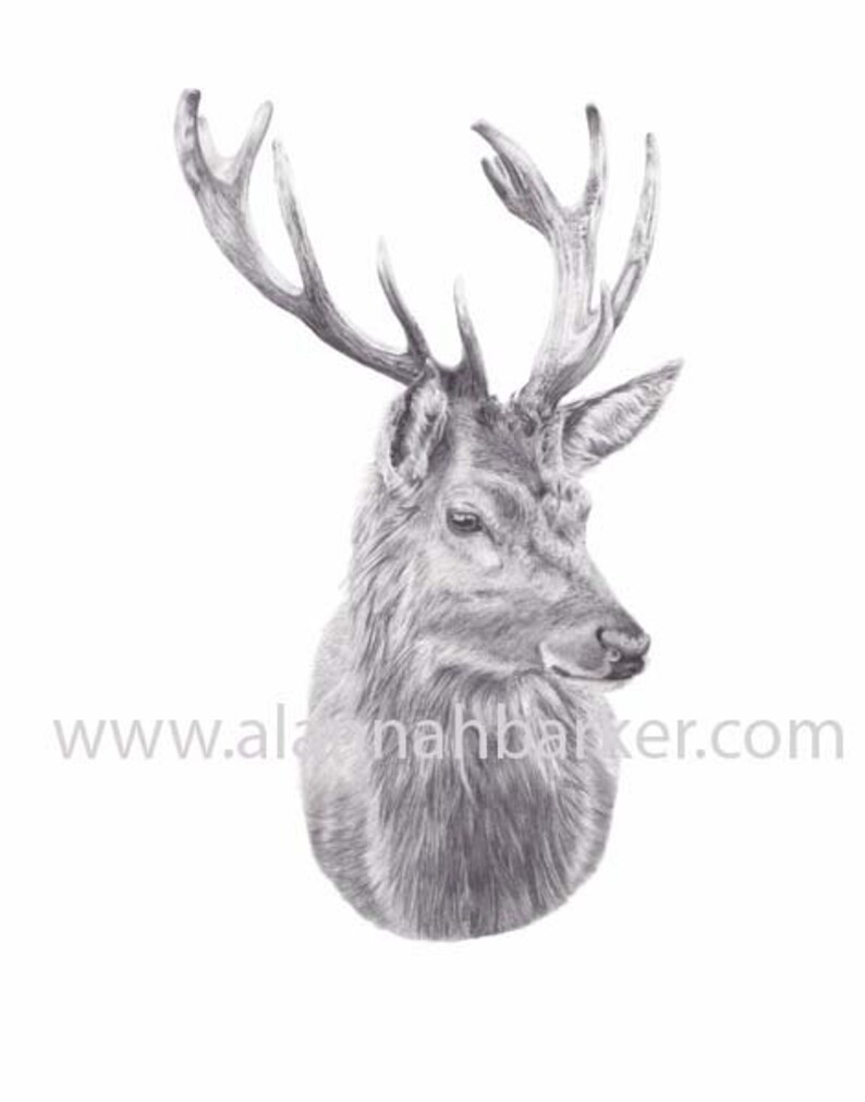 Deer Stag Pencil Drawing Art Print Detailed Wildlife Illustration Wall ...