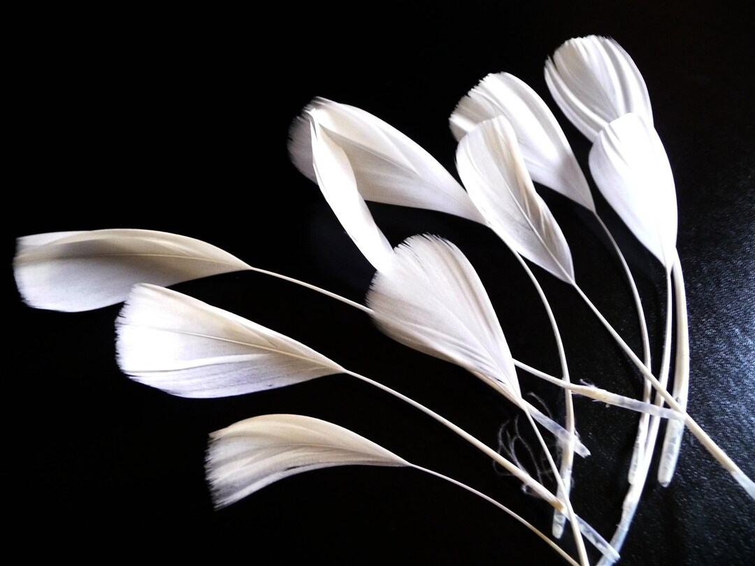 10 White Stripped Coque Feathers Small Dyed and Trimmed Millinery for ...