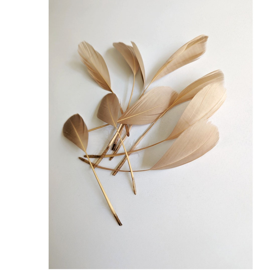 10 Beige Stripped Coque Feathers Small Dyed and Trimmed Millinery for ...