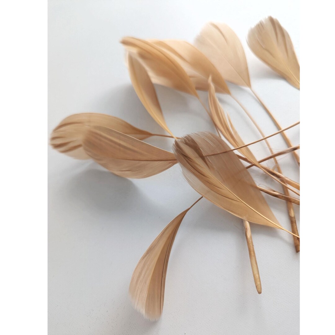 10 Golden Tan Stripped Coque Feathers Small Dyed and Trimmed Millinery ...