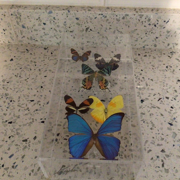 Butterfly Display - Etsy