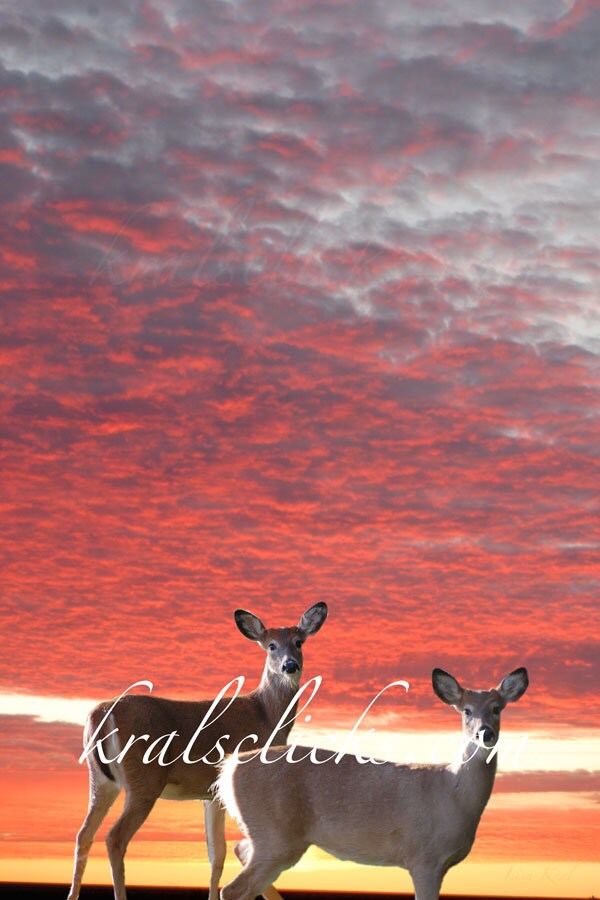 Sunrise Photograph Nature Deer Print Orange Pink Blue Digital - Etsy