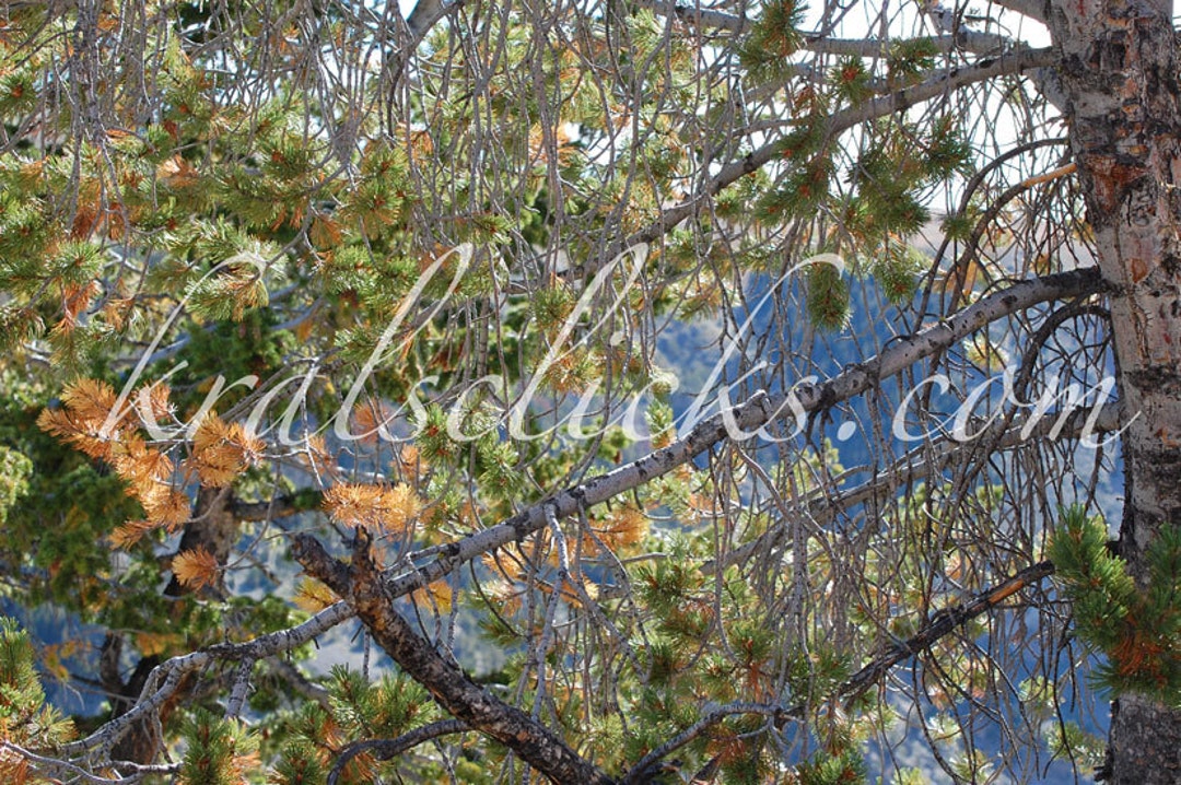 Nature Photograph, Pine Photograph, White Pine, Art, Tree Foliage ...