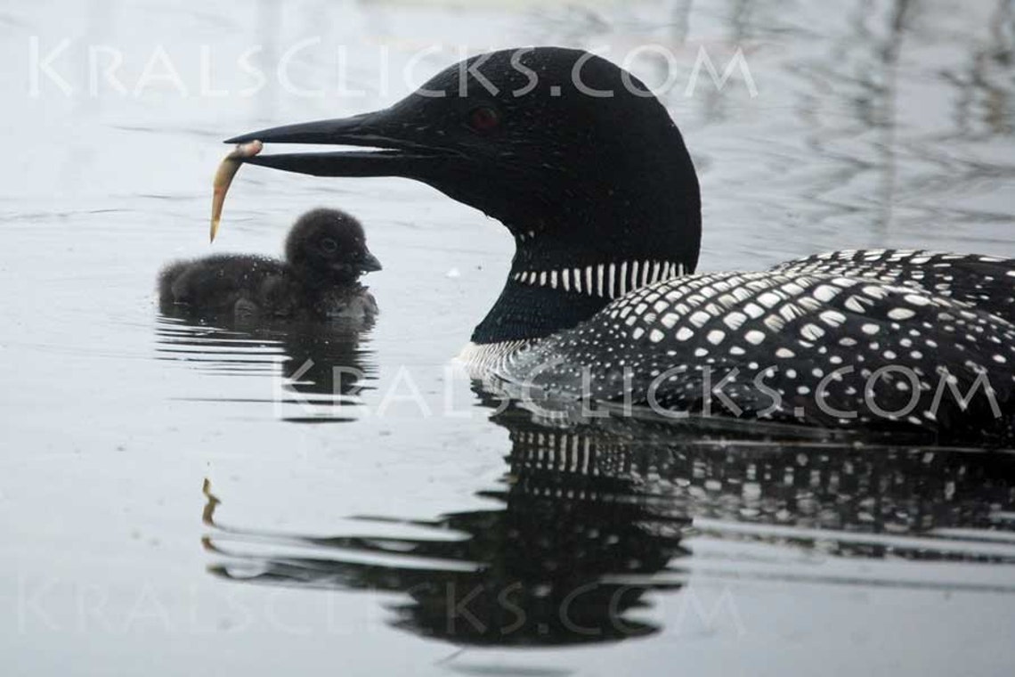 Loon Photography, Wildlife Photograph, MN State Bird, Common Loon Fine ...