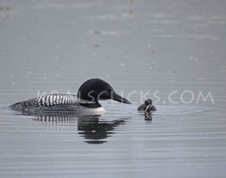 Nature Photograph, Loon Photography, Common Loon With Baby Loon ...
