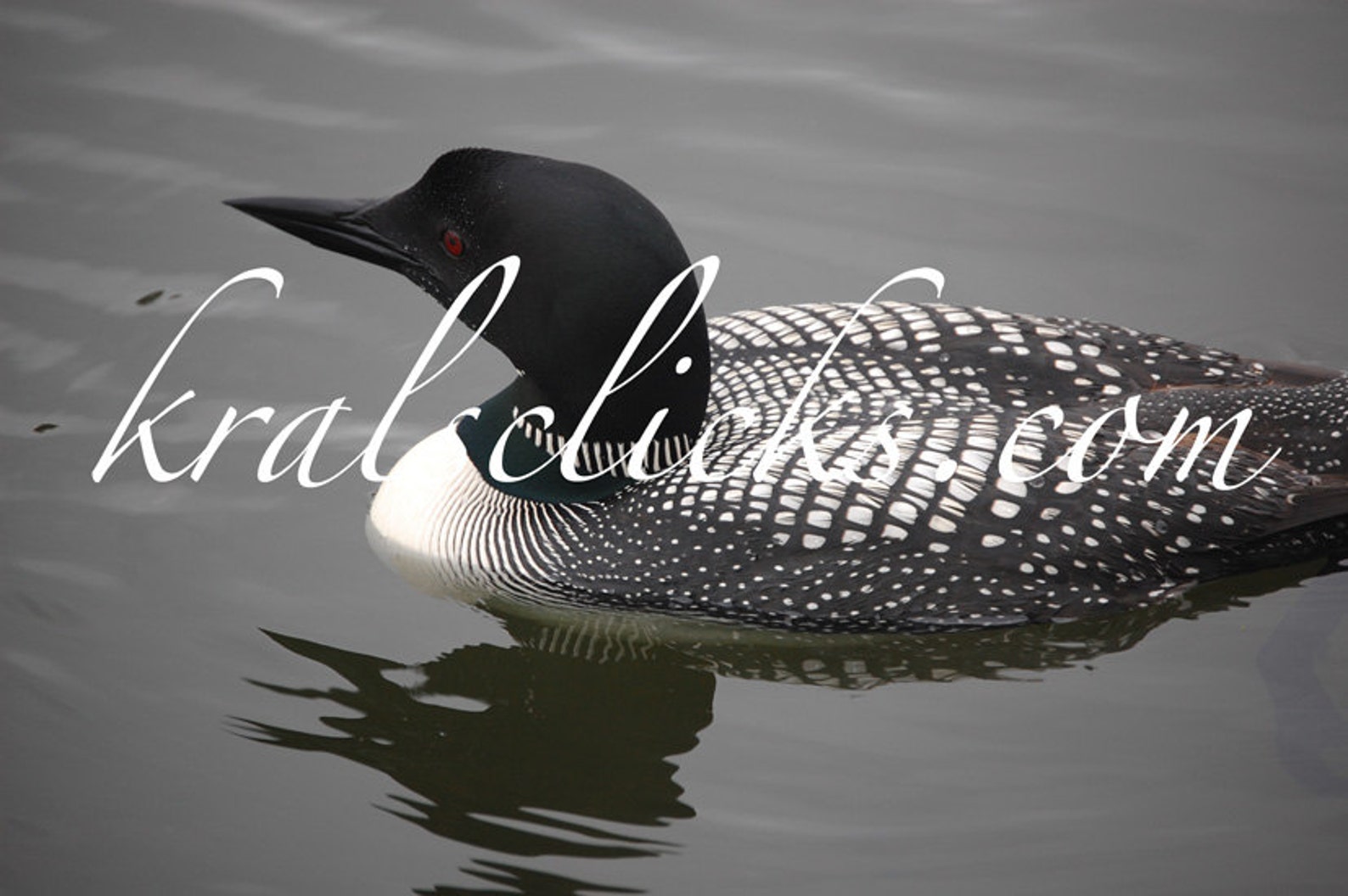 Loon Photography Close up Detailed Image, MN State Bird Common Loon ...