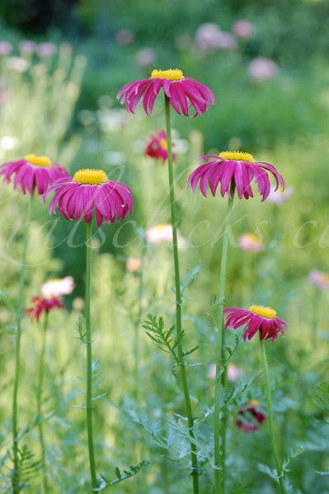Pink Yellow Aster Flowers Print Striking Reach for Your Home or Office ...