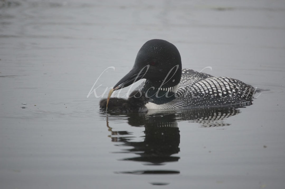 Loon Photography Close up Detailed Image, MN State Bird, Common Loon ...