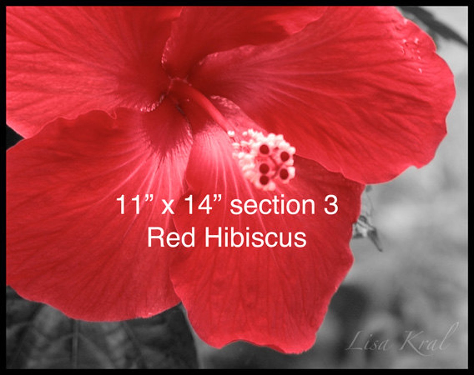 Red Hibiscus Photographs, 3 Piece Print Set, Black White Red, Table Top ...