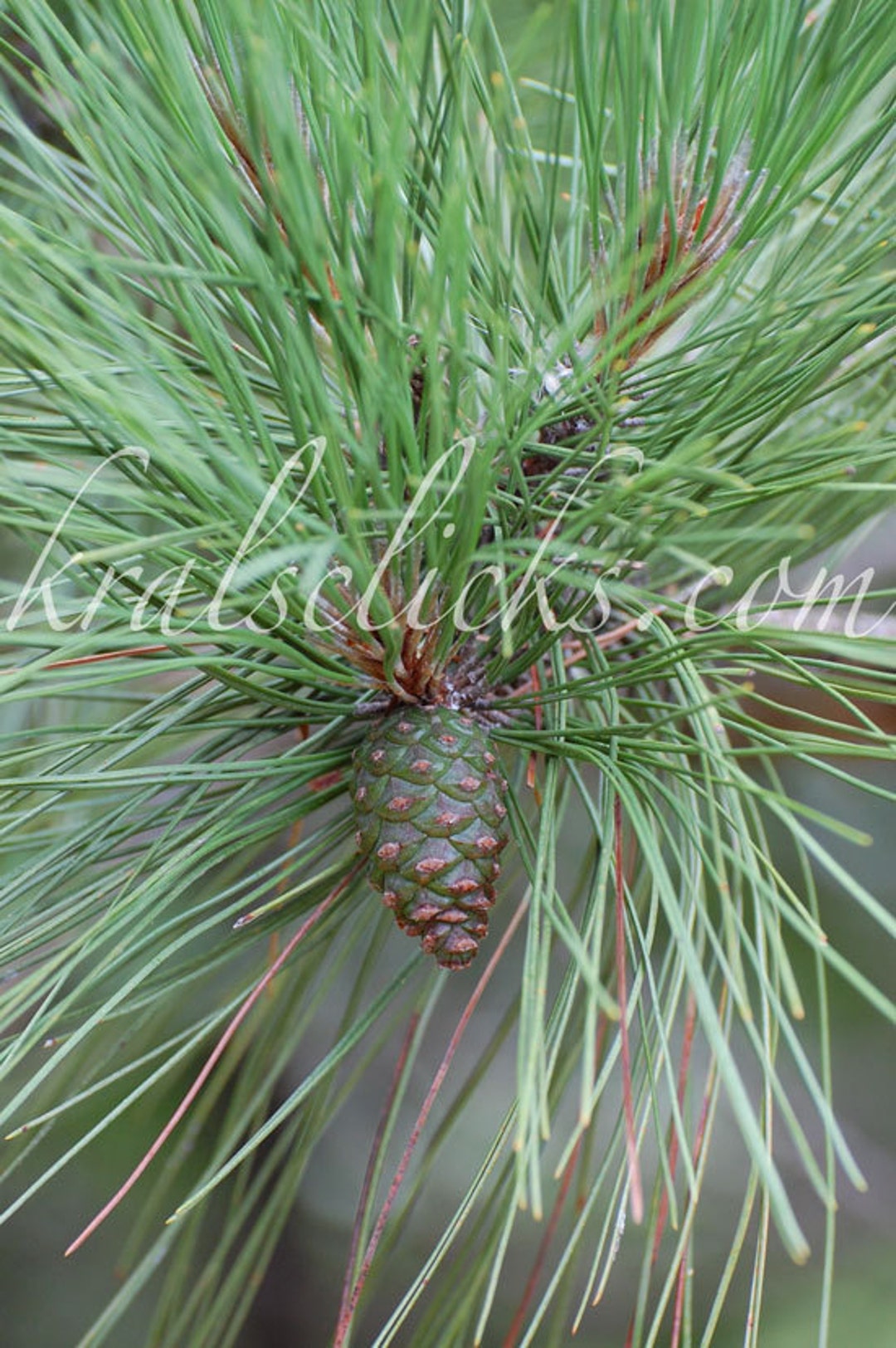 Pine Photograph, Cone, Needles, Fine Art Photography, Home Office Wall ...