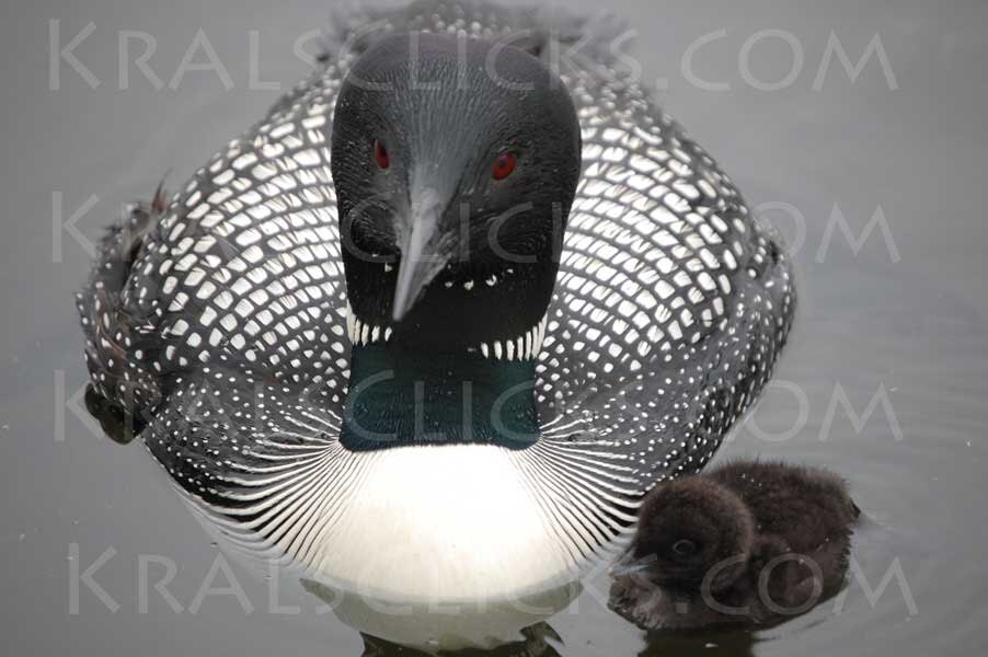 Lake Loon Photography Loons Beautiful Loon With Baby Loon Photograph ...
