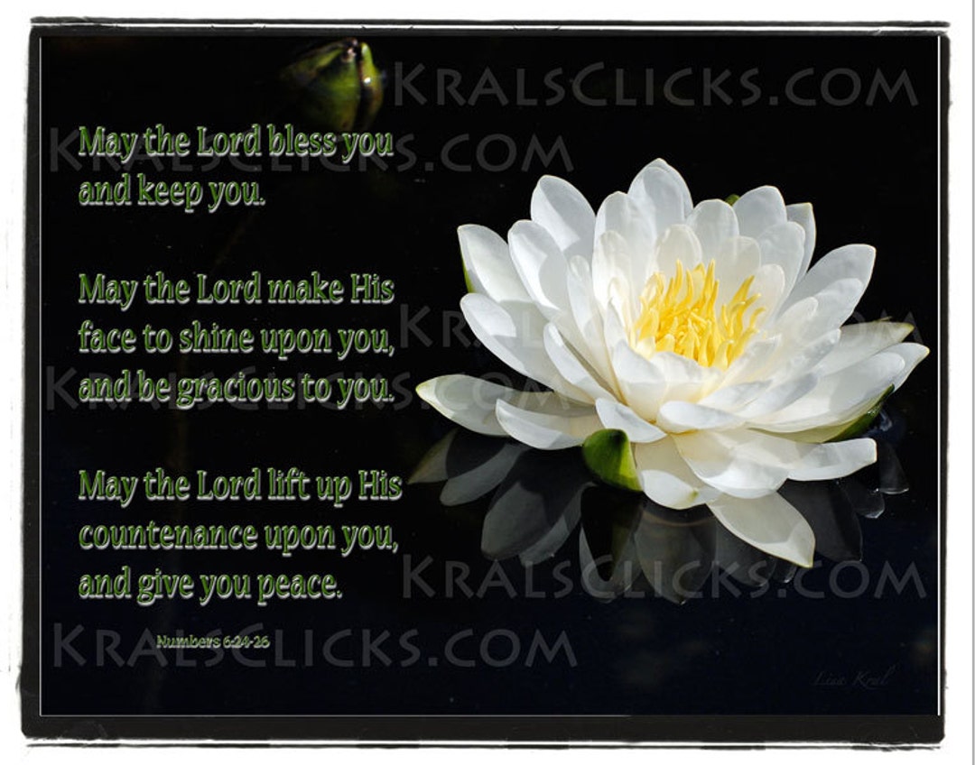 Lotus Photograph Numbers 6 24 26 White Water Lily Fine Digital Art ...