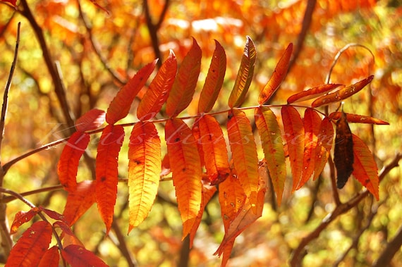 Fall Sumac Photograph Fine Art Photography Autumn Photograph | Etsy