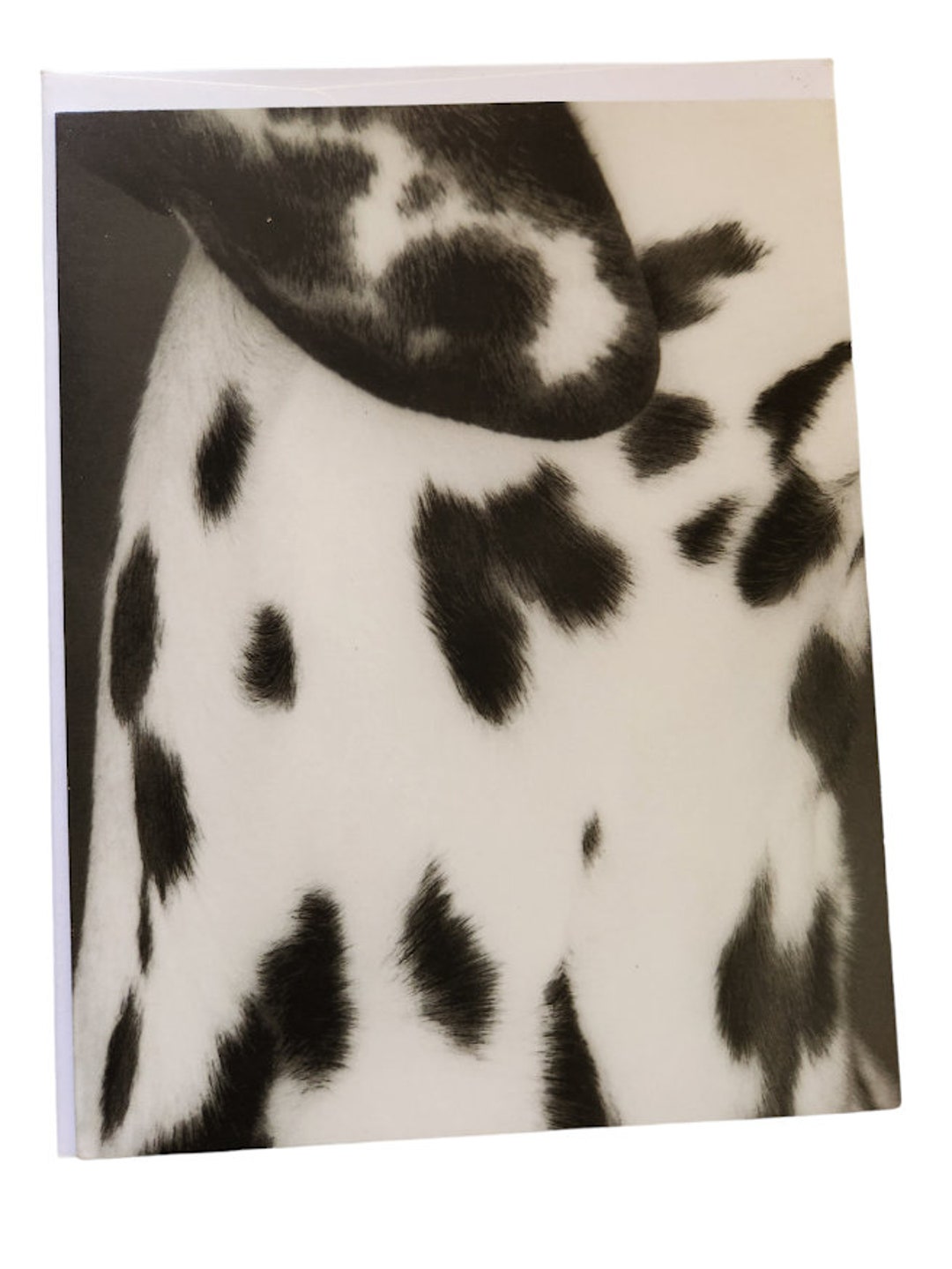 Dalmatian Ear Blank Card - Etsy