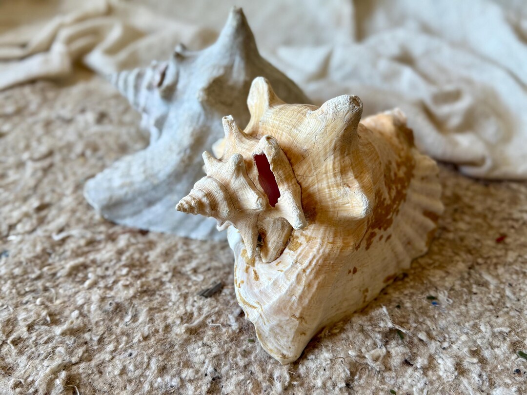 Pair of Queen Conch Seashells - Etsy