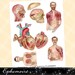 Junk Journal Printable - Human ANATOMY Clipart - Printable Anatomy ...