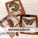 Junk Journal Printable Digital Printable Entomology Slide Kit Specimen ...