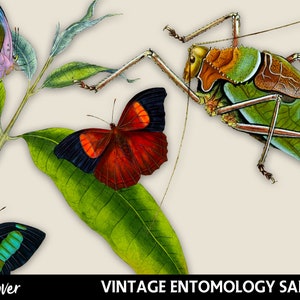 Digital Printable Clipart - Entomology Sampler #2 - Digital ...