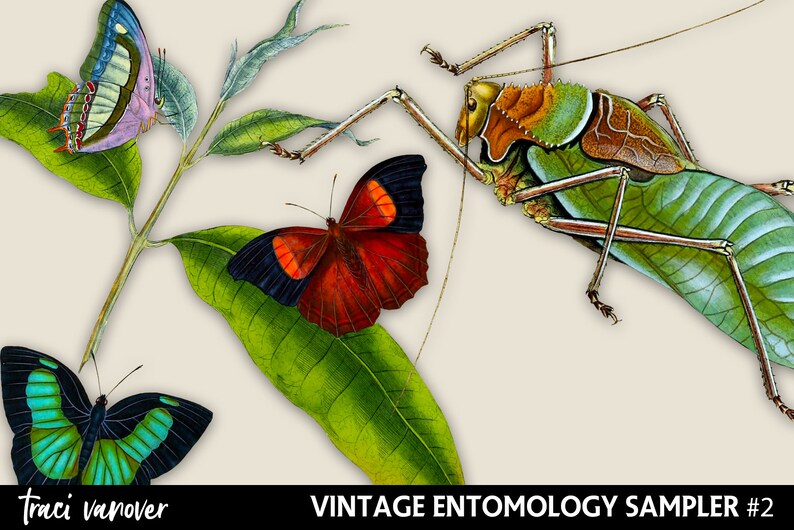 Digital Printable Clipart Entomology Sampler 2 Digital - Etsy