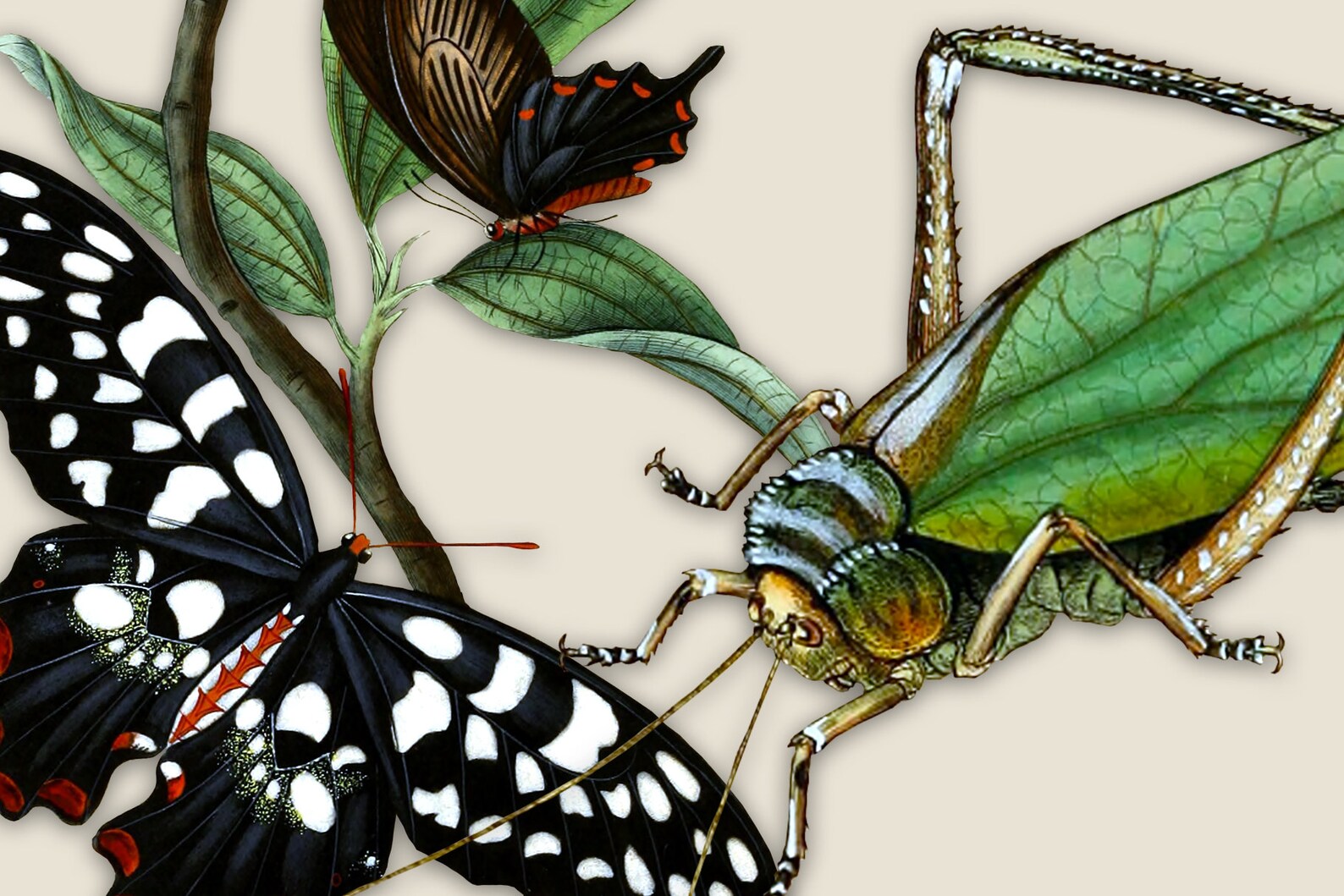 Digital Printable Clipart Entomology Sampler 1 Digital - Etsy