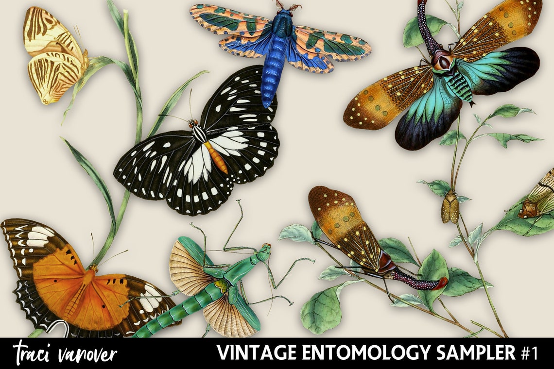 Digital Printable Clipart Entomology Sampler 1 Digital - Etsy