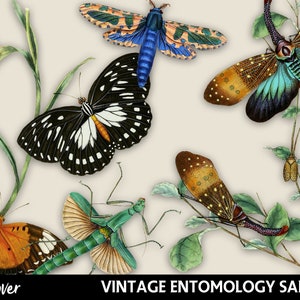 Digital Printable Clipart Entomology Sampler 1 Digital Illustration ...