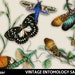 Digital Printable Clipart Entomology Sampler 1 Digital Illustration ...