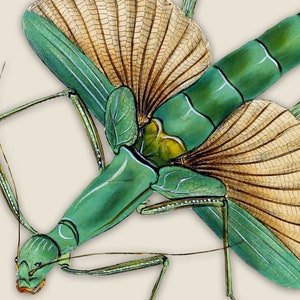 Digital Printable Clipart Entomology Sampler 1 Digital Illustration ...