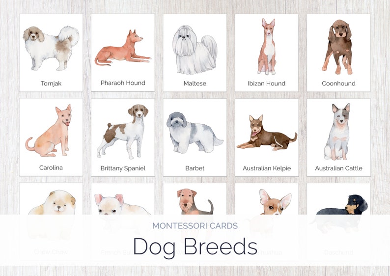 Dogs | Montessori Cards | Montessori Education | Homeschool - Etsy