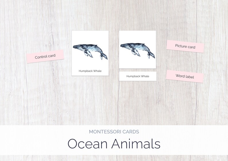 Ocean Animals | Montessori Cards | Montessori Education | Homeschool - Etsy