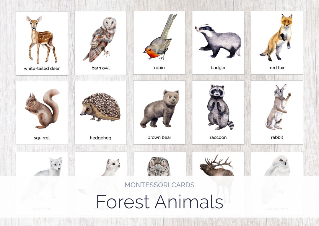 Woodland Animal Montessori Cards | Forest Animal Learning Set ...
