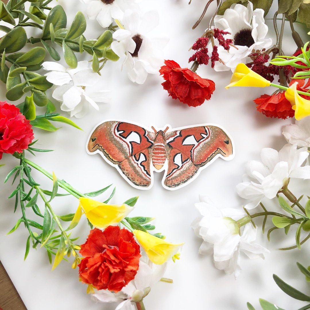 Atlas Moth Vinyl Sticker Decal • Moth Sticker • Laptop Decal • Water ...