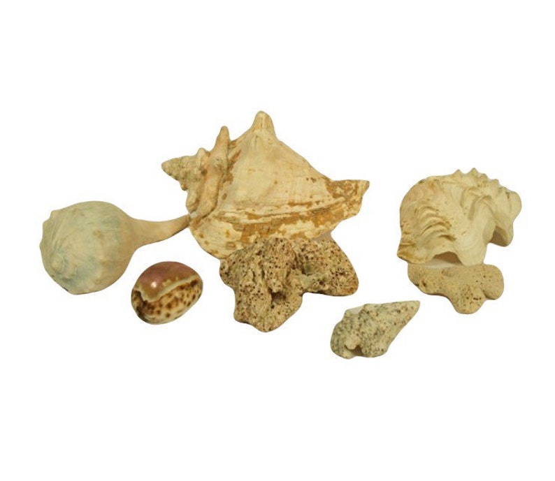 Collection of Vintage Sea Shells - Etsy