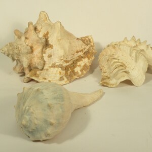 Collection of Vintage Sea Shells | Etsy