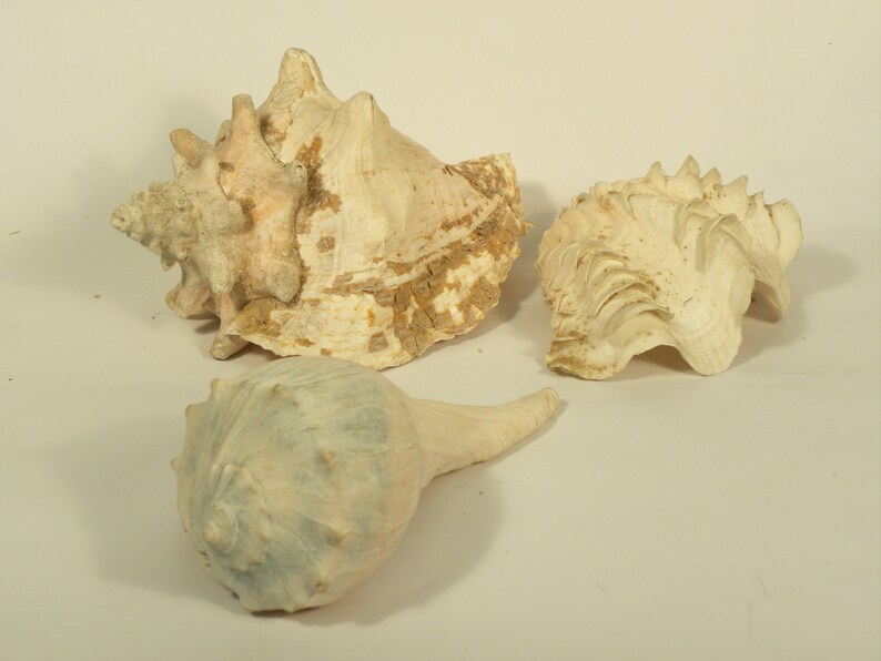 Collection of Vintage Sea Shells | Etsy