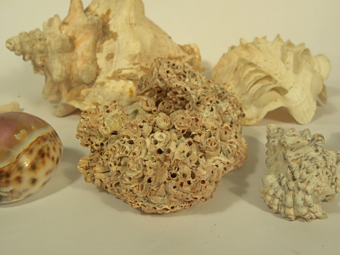 Collection of Vintage Sea Shells | Etsy