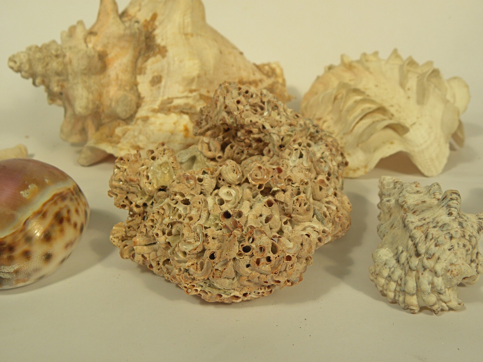 Collection of Vintage Sea Shells | Etsy