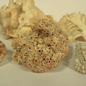 Collection of Vintage Sea Shells | Etsy