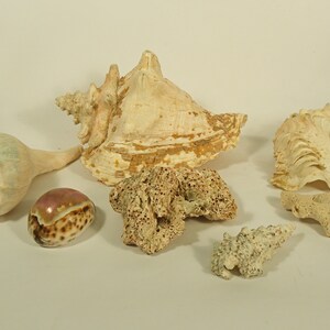 Collection of Vintage Sea Shells | Etsy