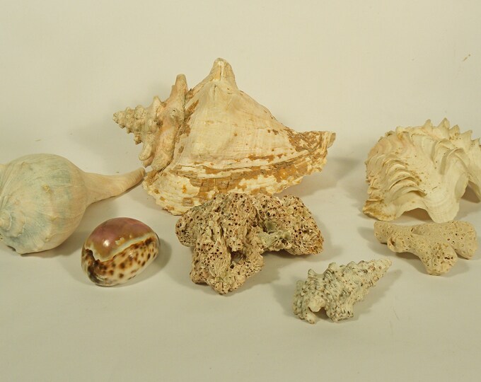 Collection of Vintage Sea Shells - Etsy
