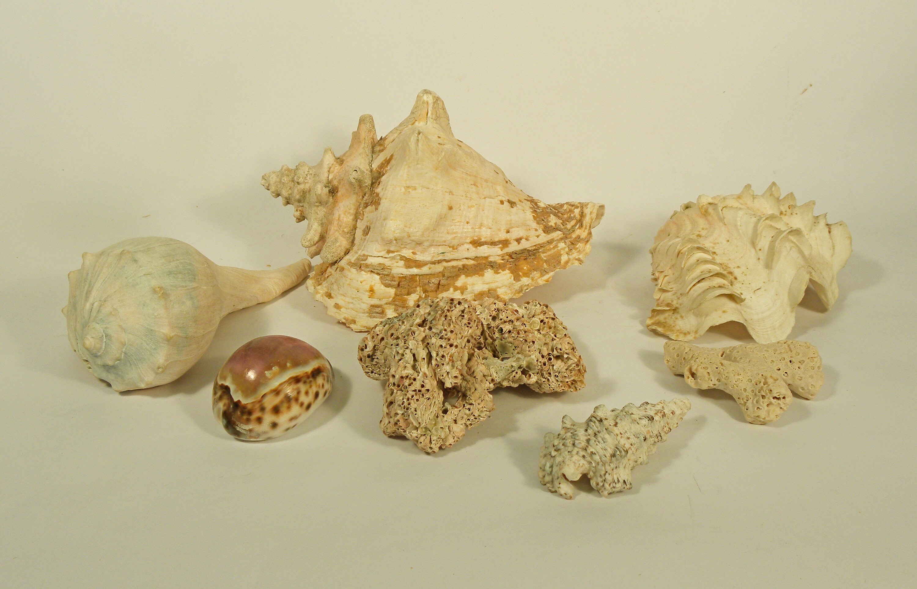 Collection of Vintage Sea Shells | Etsy