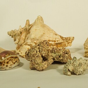 Collection of Vintage Sea Shells | Etsy