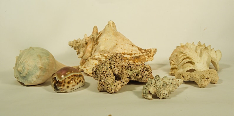 Collection of Vintage Sea Shells | Etsy