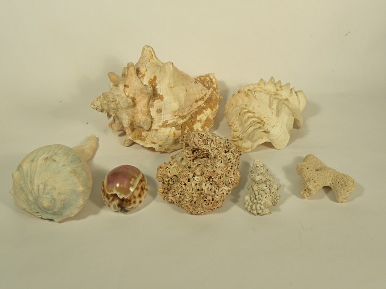 Collection of Vintage Sea Shells | Etsy