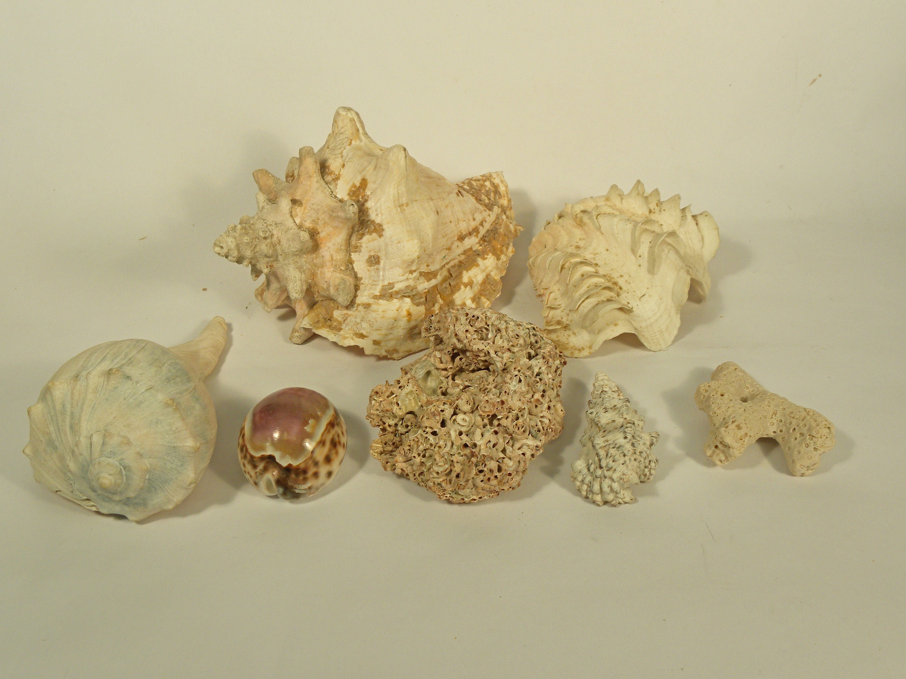 Collection of Vintage Sea Shells | Etsy