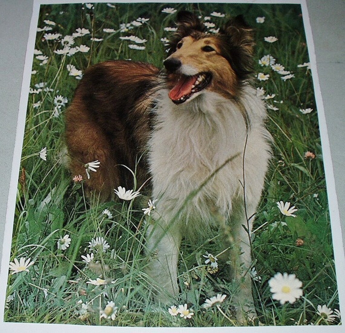 Collie Dog Roaming Green Field of White Daisy Flowers Famous Lassie ...